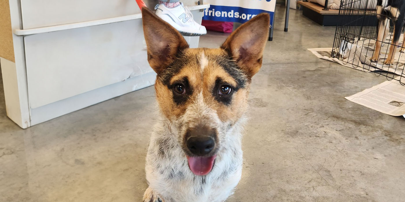 Dogs | Lifelong Friends Pet Adoptions