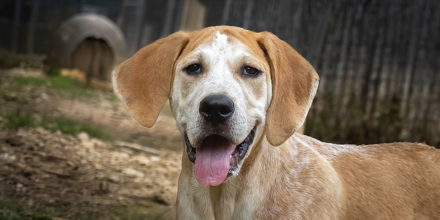 Dogs | Lifelong Friends Pet Adoptions