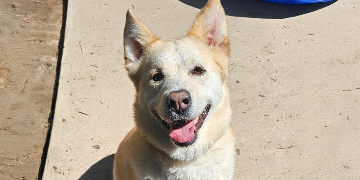 Dogs | Lifelong Friends Pet Adoptions