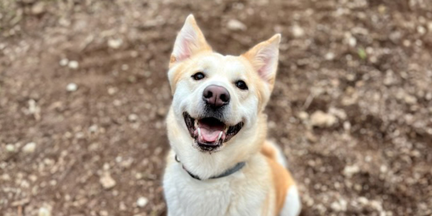 Dogs | Lifelong Friends Pet Adoptions