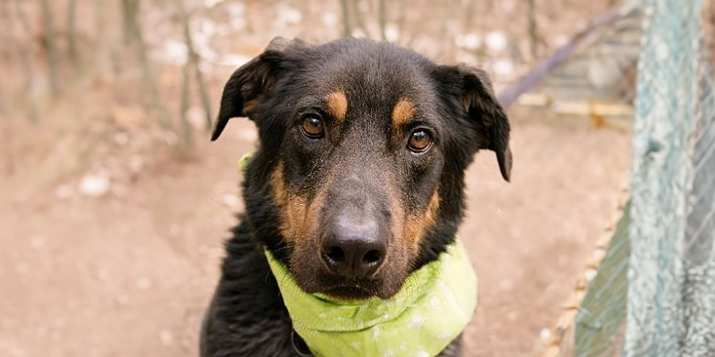 Dogs | Lifelong Friends Pet Adoptions