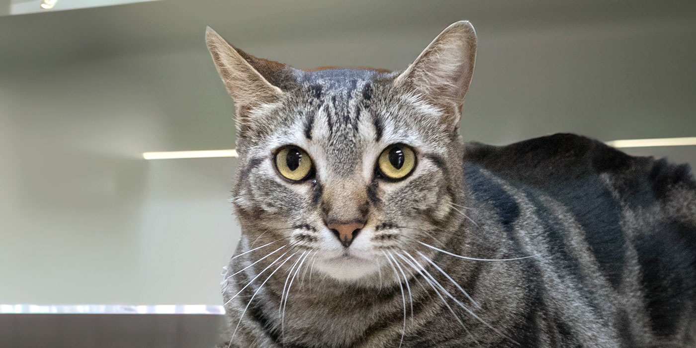 Cats | Lifelong Friends Pet Adoptions