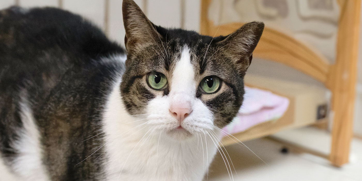 Cats | Lifelong Friends Pet Adoptions