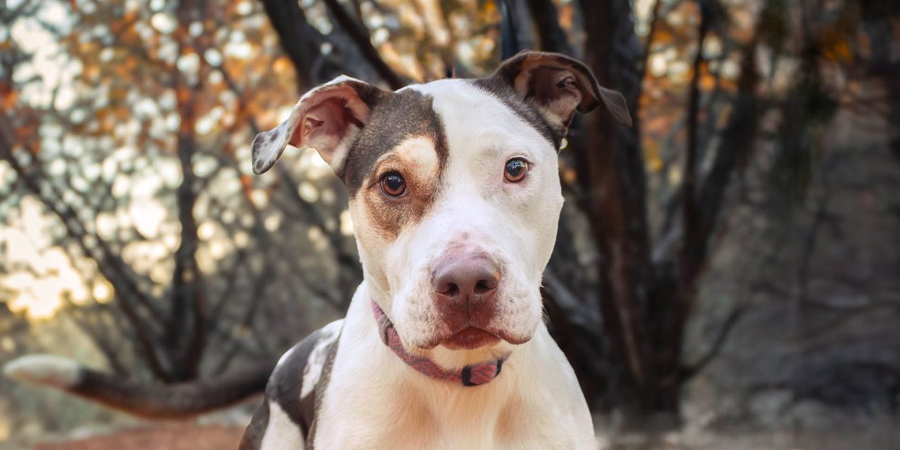 Lifelong Friends Pet Adoptions