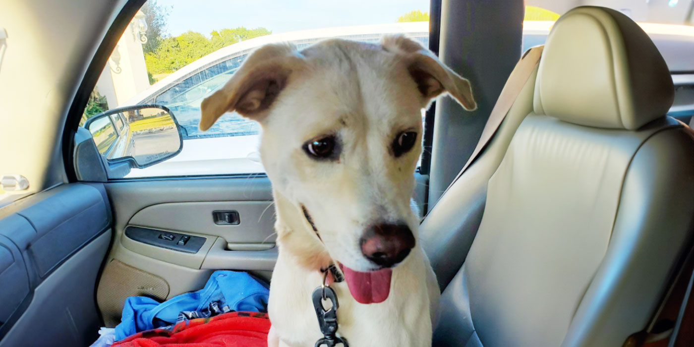 Dogs | Lifelong Friends Pet Adoptions