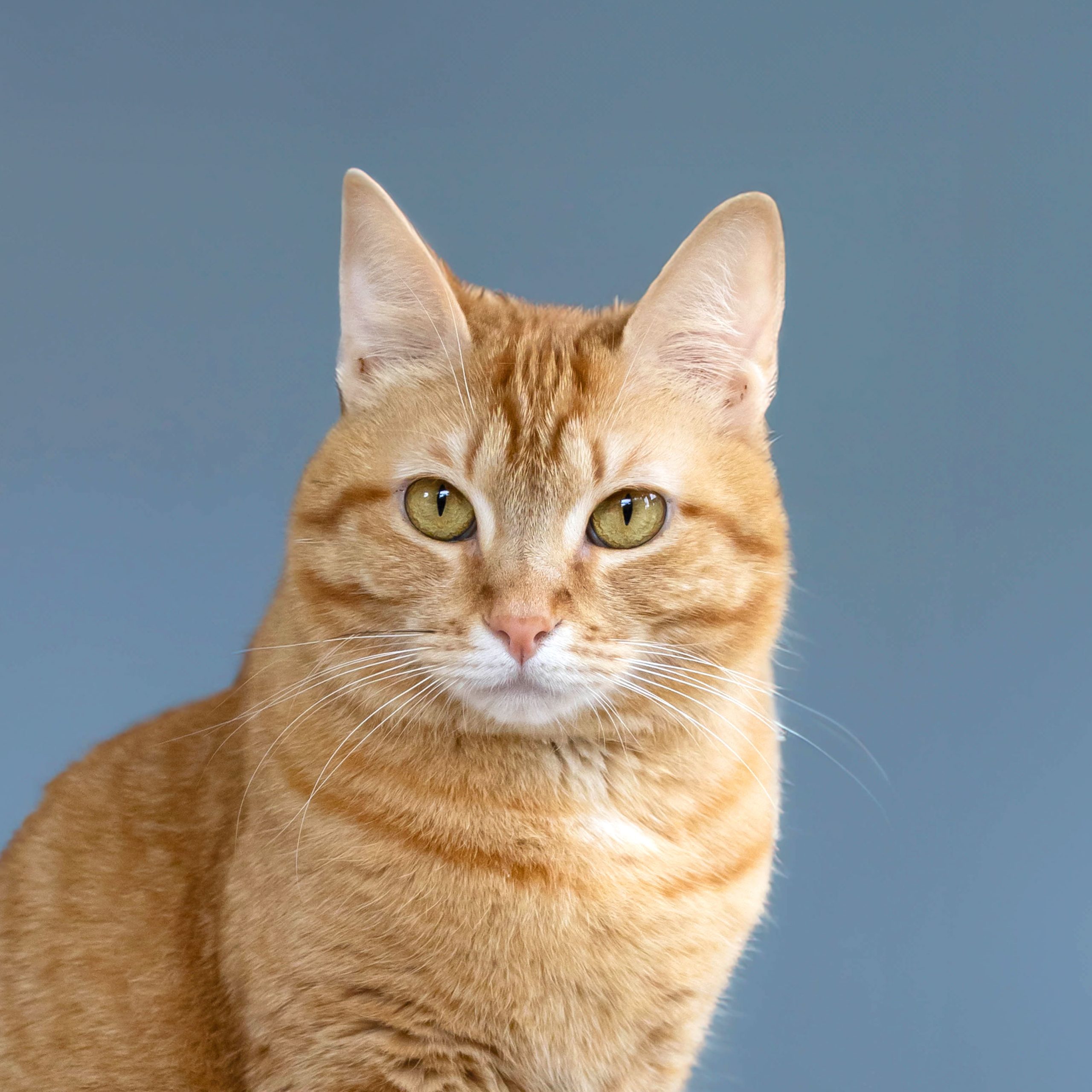 Cats | Lifelong Friends Pet Adoptions