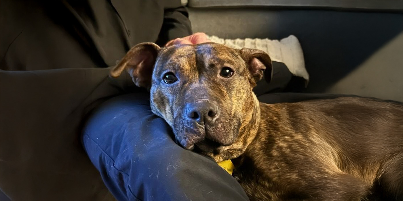 Dogs | Lifelong Friends Pet Adoptions