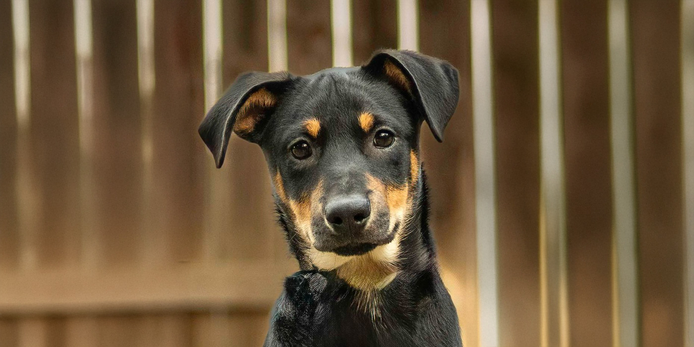 Dogs | Lifelong Friends Pet Adoptions