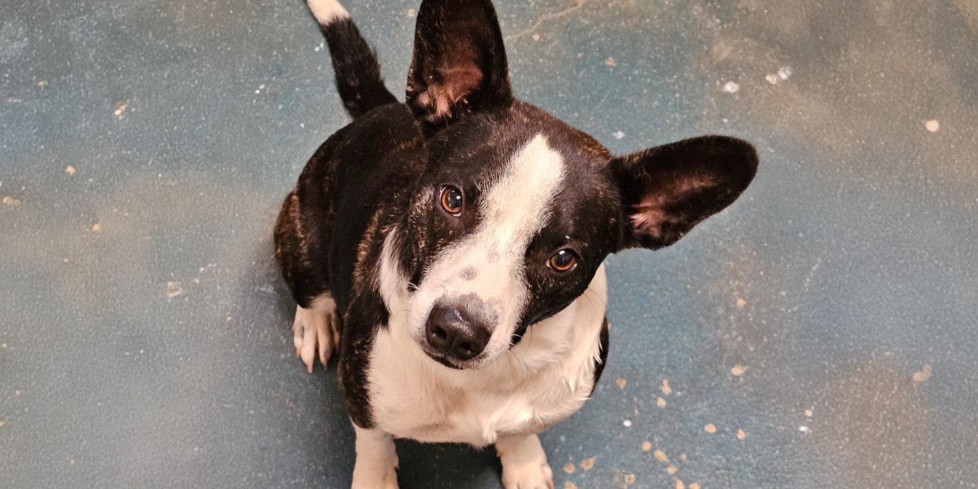 Dogs | Lifelong Friends Pet Adoptions