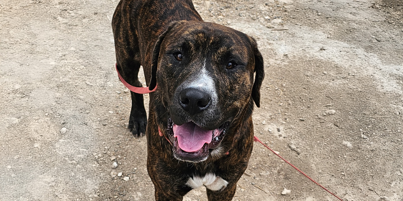 Dogs | Lifelong Friends Pet Adoptions